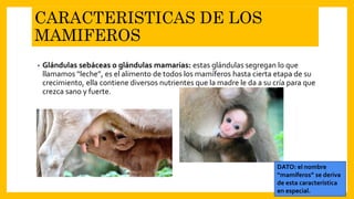 Los mamiferos y su caractaristicas | PPTX