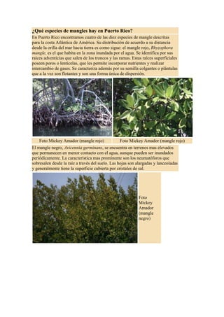 Los manglares | DOCX