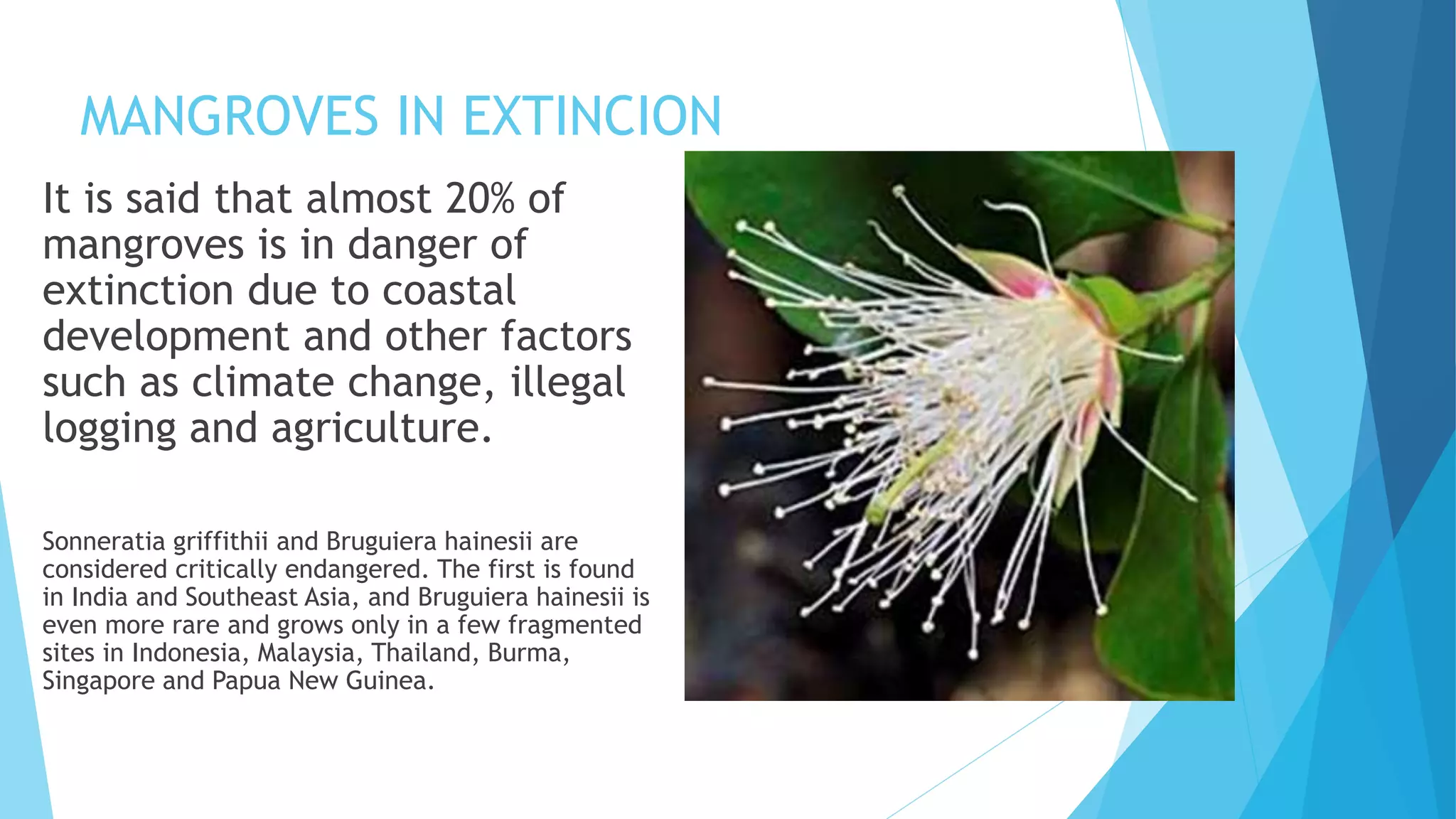 MANGROVES | PPTX | Zoos & Aquariums | Attractions