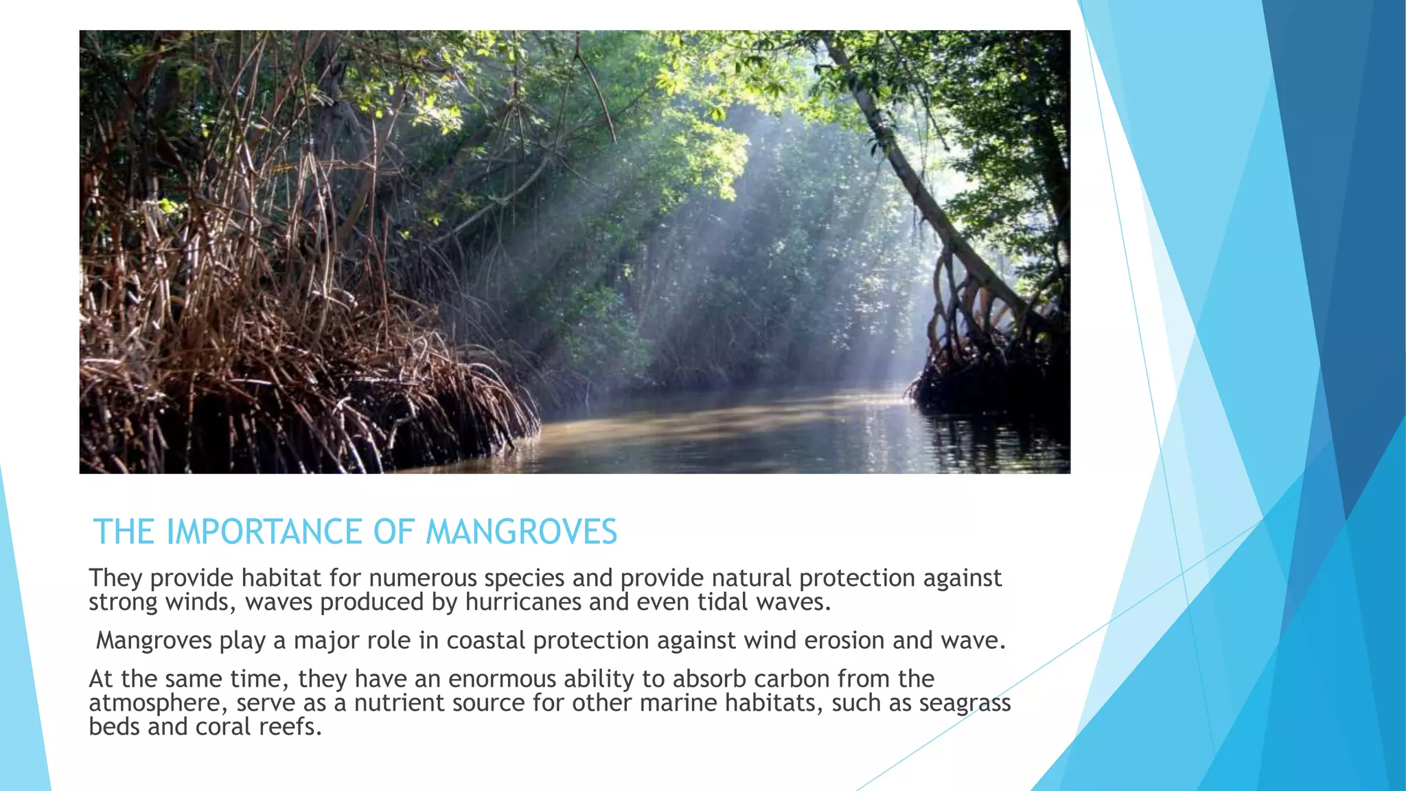 MANGROVES | PPTX