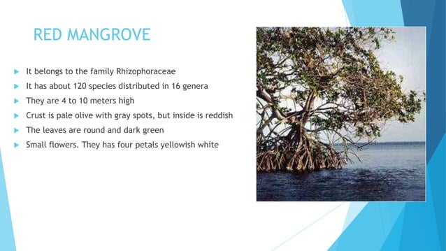MANGROVES | PPTX