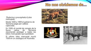 LOS MARSUPIALES DEL PERÚ Y EL MUNDO.pptx