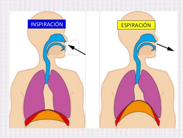 Los mecanismos de la respiración 2º