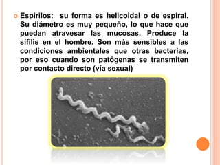 Los microorganismos | PPTX