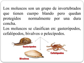 LOS MOLUSCOS, SU CLASIFICACION Y DIFERENCIAS | PPTX