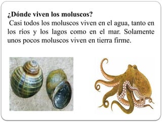 LOS MOLUSCOS, SU CLASIFICACION Y DIFERENCIAS | PPTX