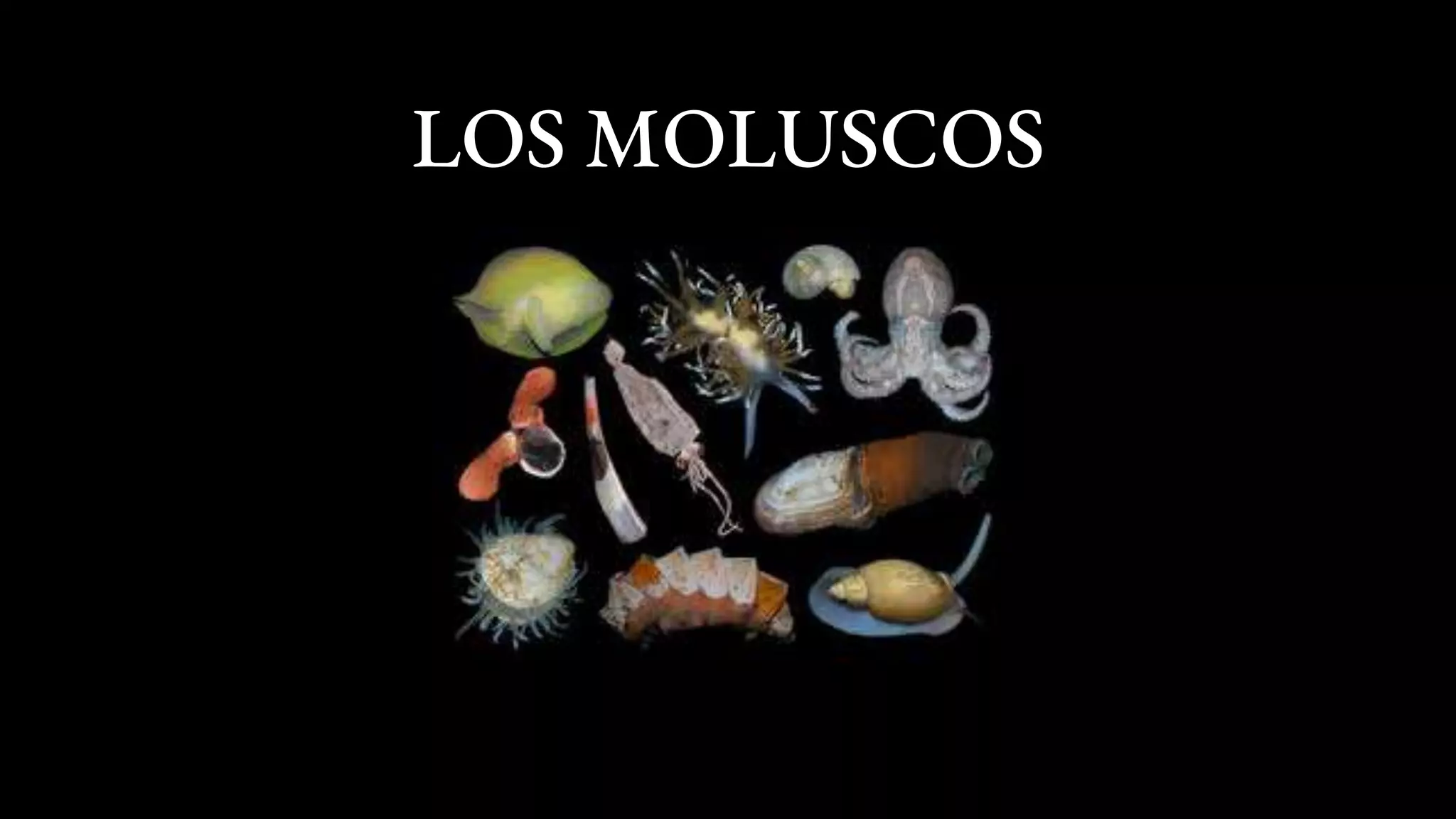 LOS MOLUSCOS | PPTX | Reptiles | Pets