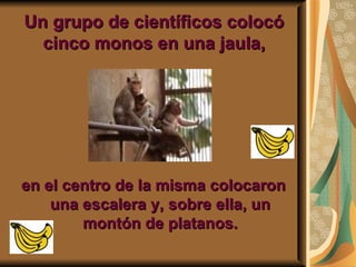Los monos | PPT
