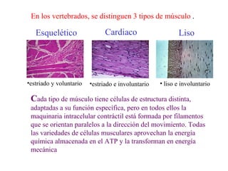 LOS MÚSCULOS | PPT