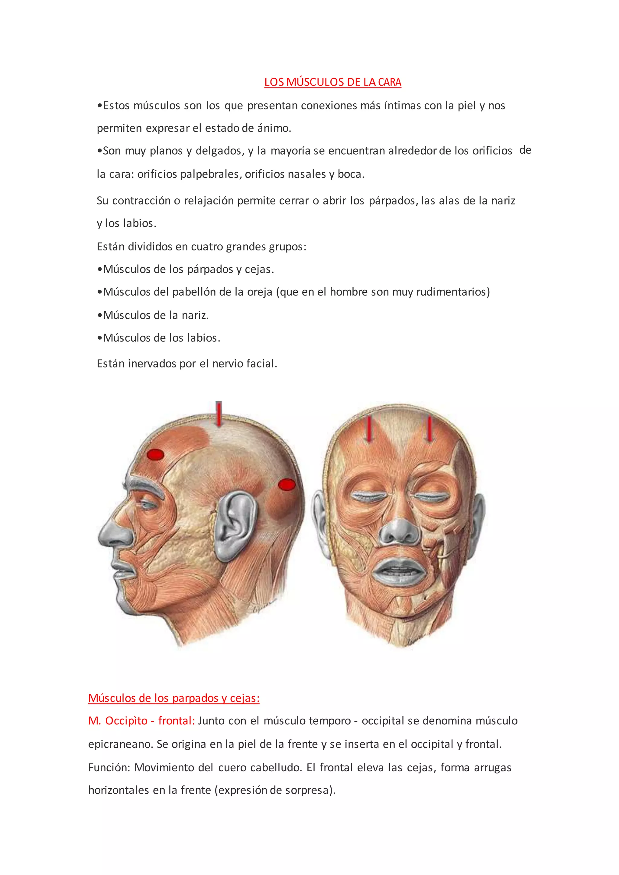 Los músculos de la cara | DOCX | Ear, Nose and Throat Conditions ...