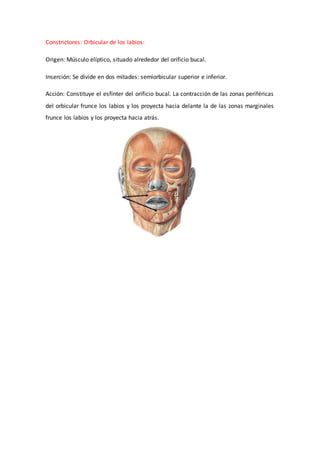 Los músculos de la cara | DOCX