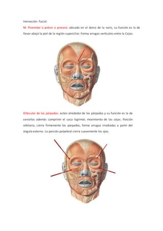 Los músculos de la cara | DOCX