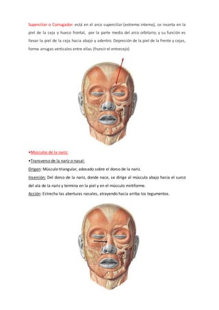 Los músculos de la cara | DOCX