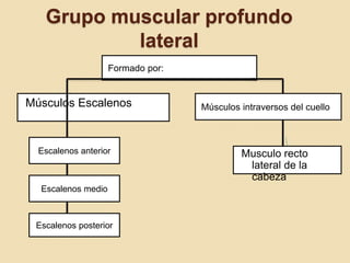 Los músculos del cuello | PPTX