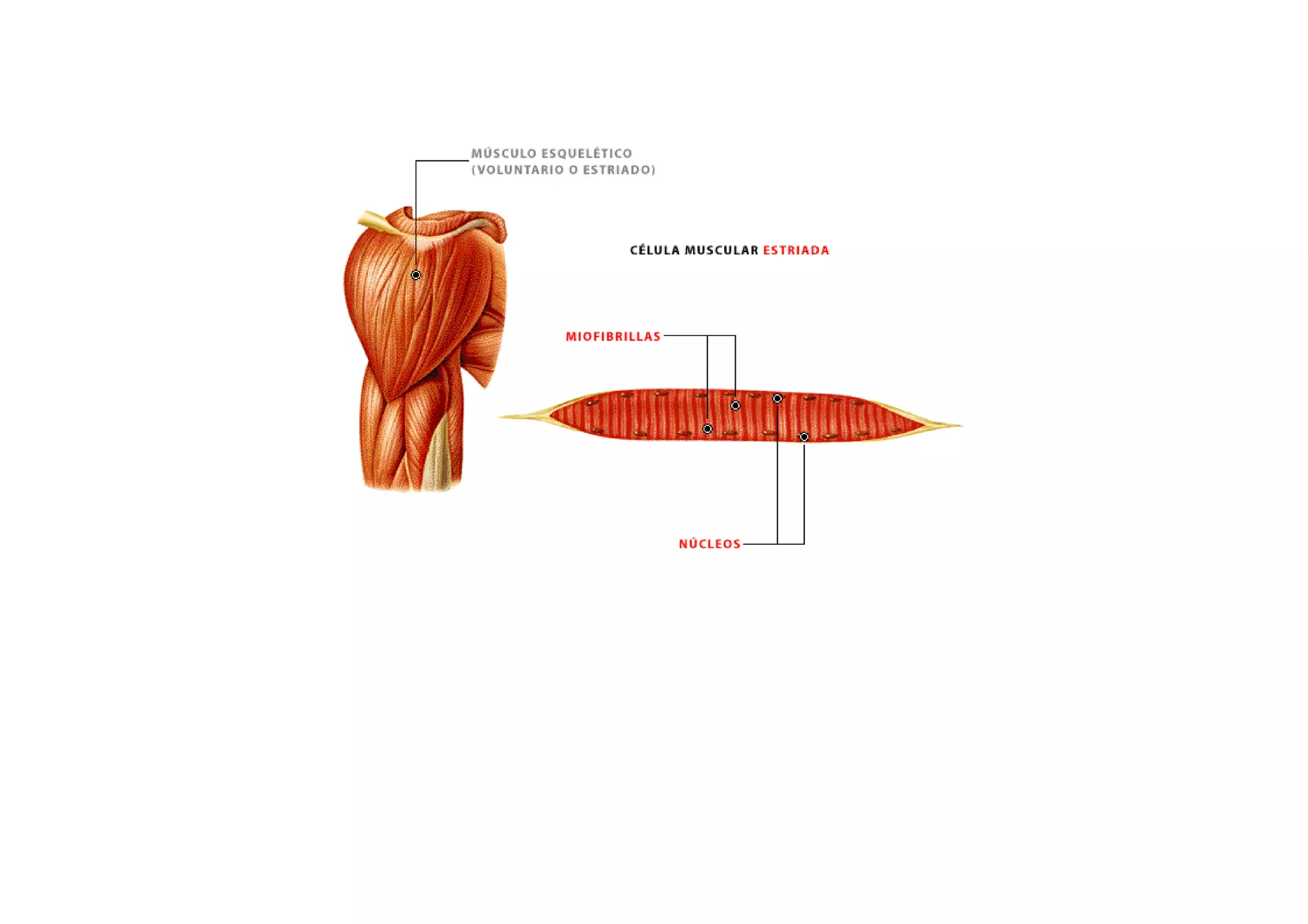 ESQUEMAS DE LOS MUSCULOS | DOC