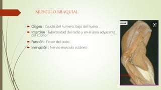 LOS MUSCULOS.pptx