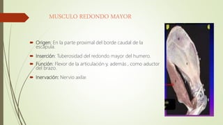 LOS MUSCULOS.pptx