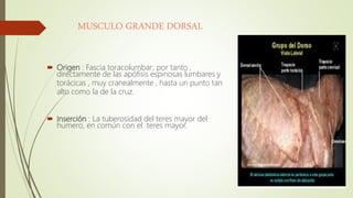 LOS MUSCULOS.pptx