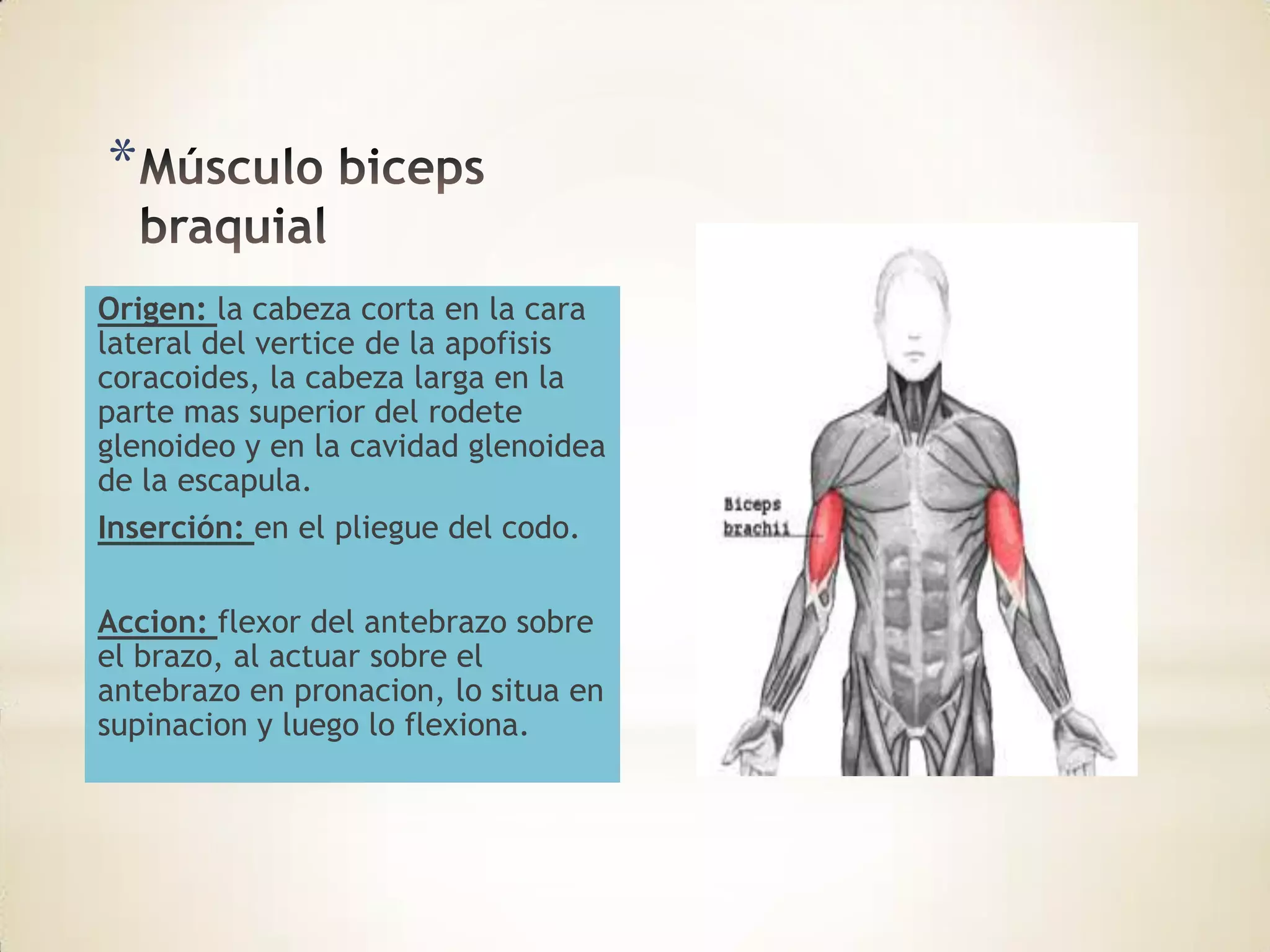 Los musculos miembro superior. | PPTX