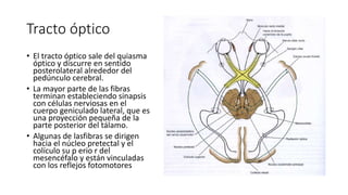 Pares Craneales | PPT