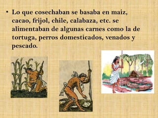 Los Olmecas | PPTX