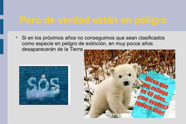 Los osos polares | PPT