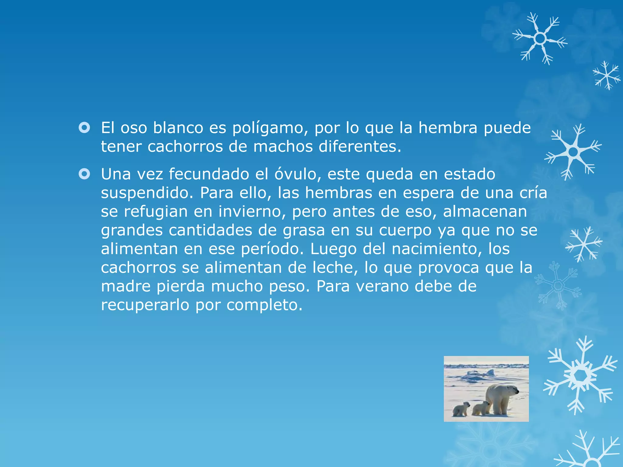 Los osos polares | PPTX
