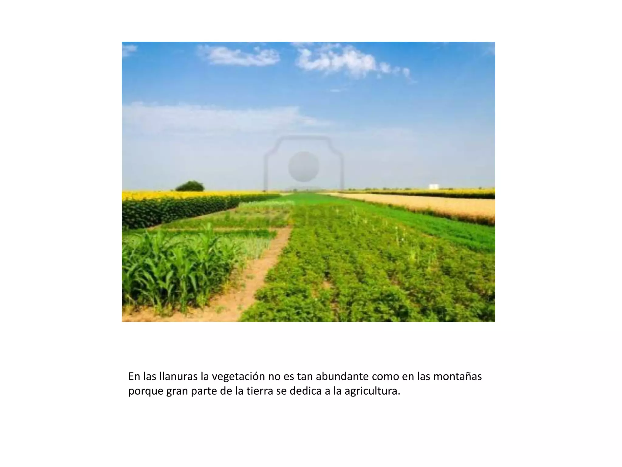 Los paisajes de llanura | PPTX