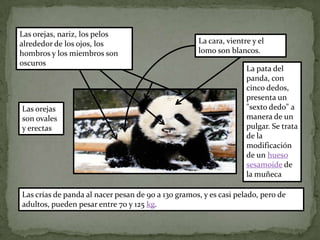 Los pandas en peligro de extinción | PPTX
