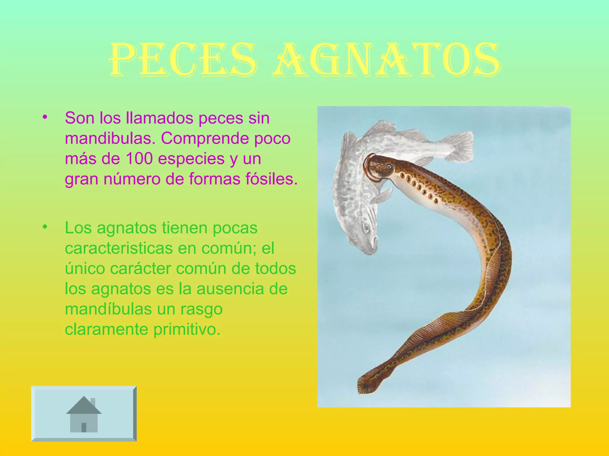 Los peces | PPT