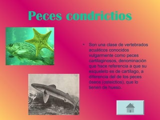 Los peces | PPT