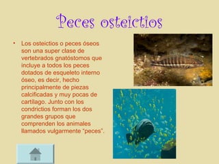 Los peces | PPT