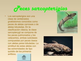 Los peces | PPT