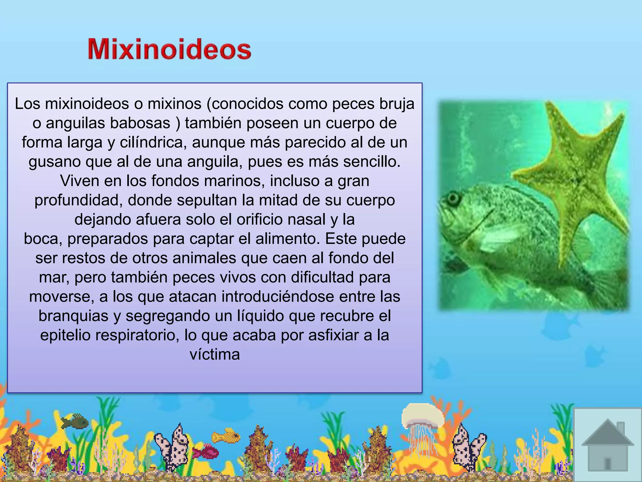 Los peces | PPTX | Fish and Aquariums | Pets