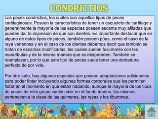 Los peces | PPTX