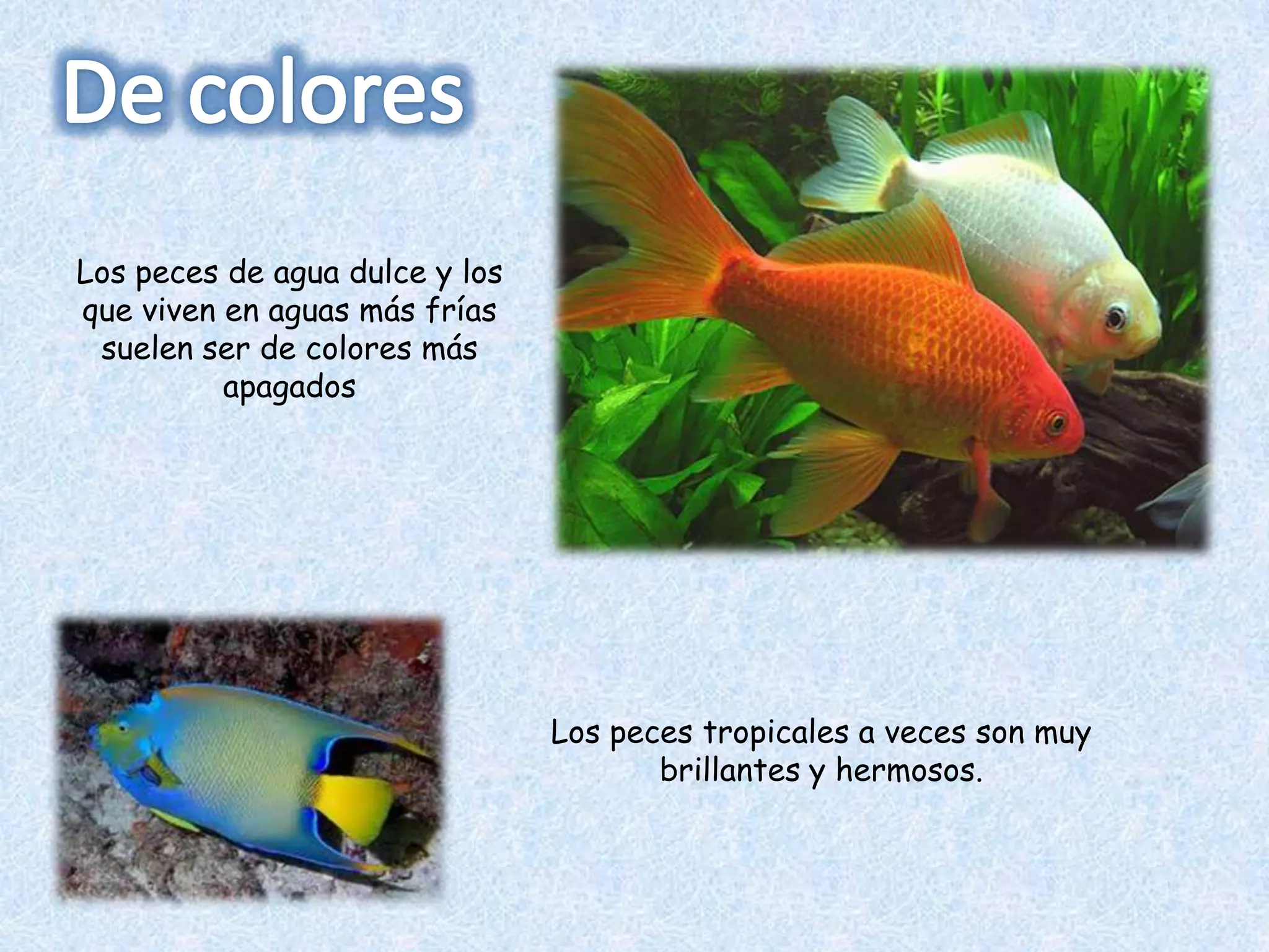 Los peces 2º de Primaria | PPTX