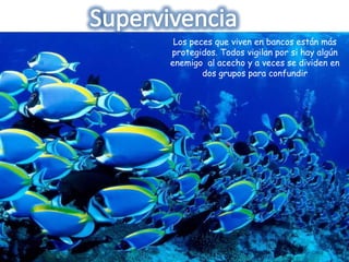 Los peces 2º de Primaria | PPTX