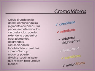Los peces.pdf