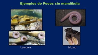 Los peces | PPTX