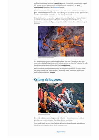 Los peces_ información Útil de las especies más conocidas | PDF