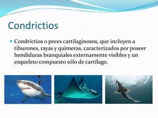 Los peces, 1a parte (clasificación de) | PPSX