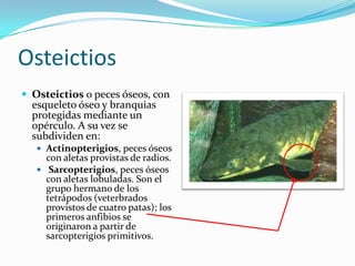 Los peces, 1a parte (clasificación de) | PPSX
