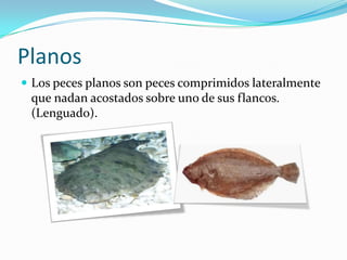 Los peces, 1a parte (clasificación de) | PPSX