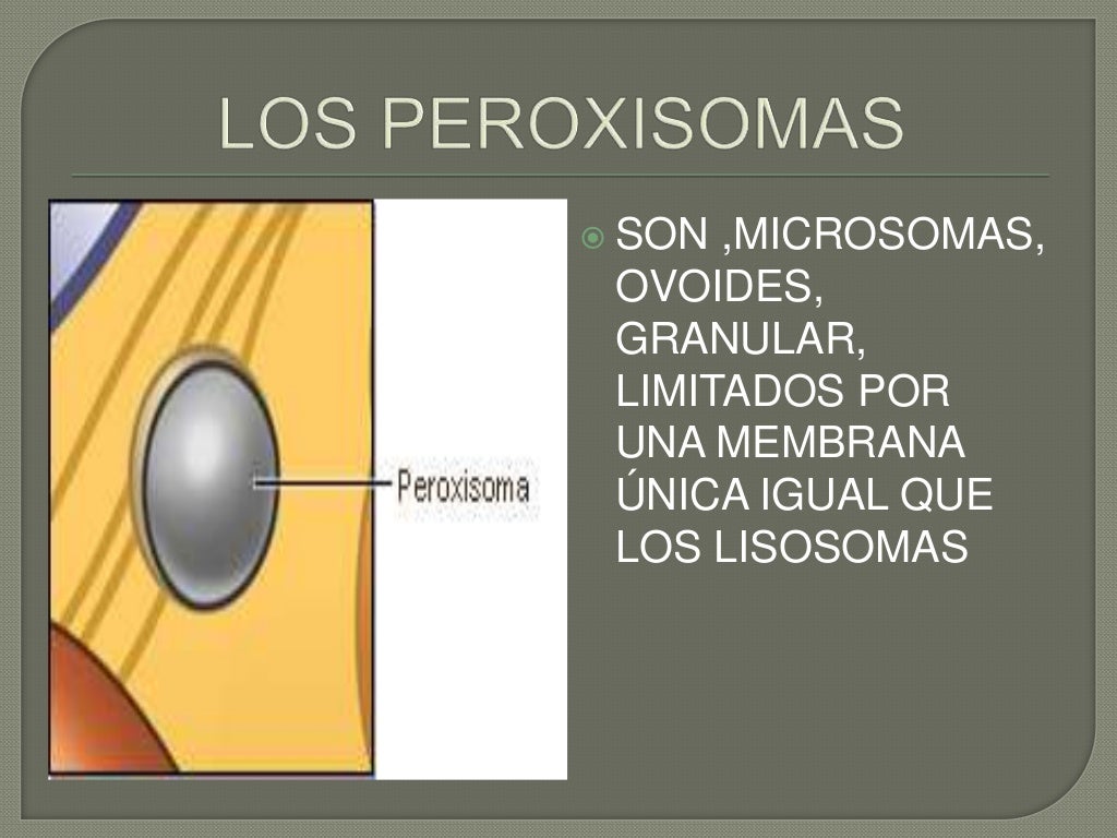 Los peroxisomas