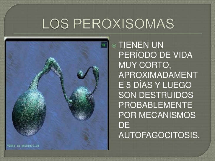 Los peroxisomas