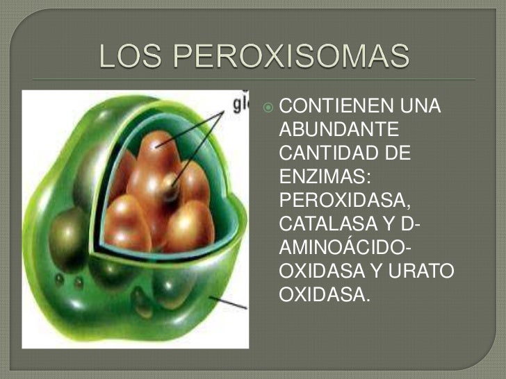 Los peroxisomas