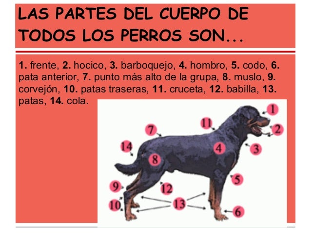 Losperros 130129130246-phpapp02