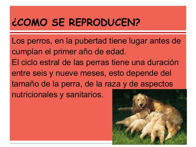 CONFERENCIA: "LOS PERROS" (PAOLA. 6º. 29/1/2013)