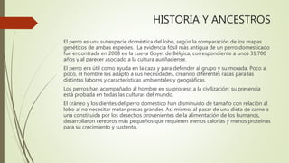 Los perros | PPTX