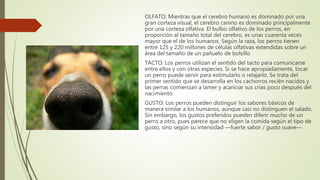 Los perros | PPTX